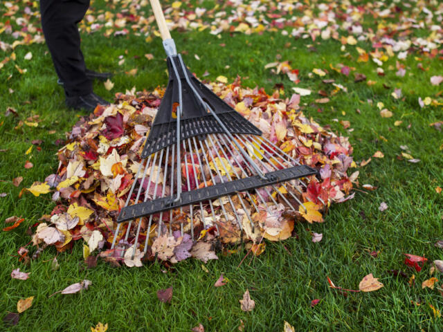 UPDATED: Keene’s Fall Leaf Collection Set To Begin in November - My Keene Now