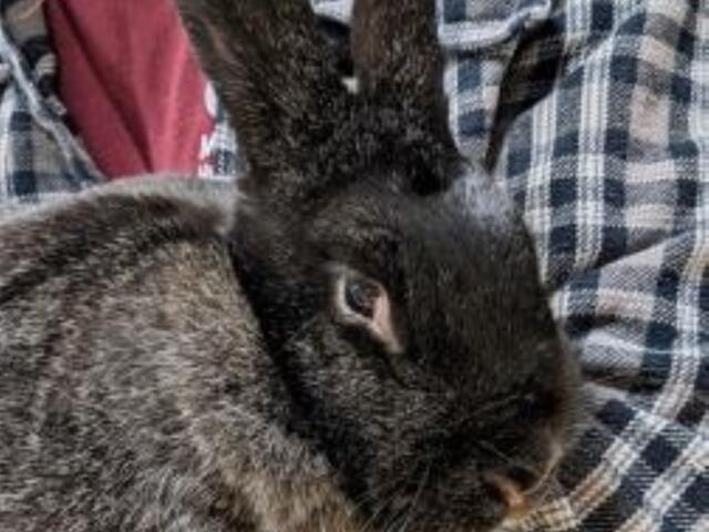 Pet of the Week | Pepper, the Silver Fox rabbit - My Keene Now