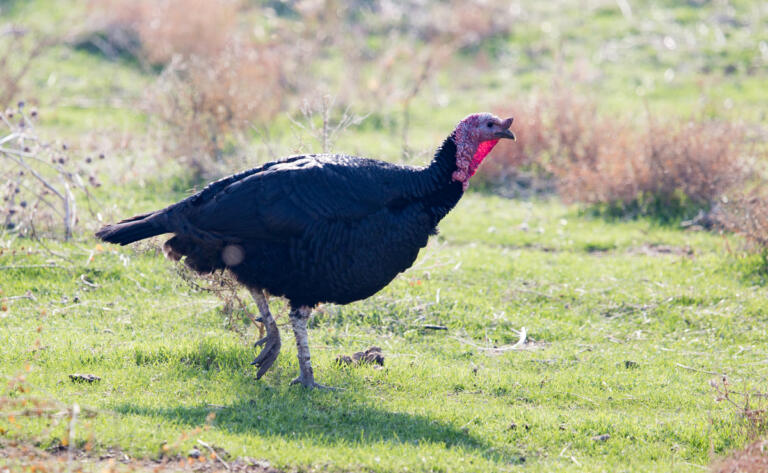 With turkey season approaching in New Hampshire, hunters encouraged to ...
