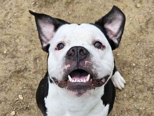 Pet of the Week: Gravy, the lovable goofball - My Keene Now
