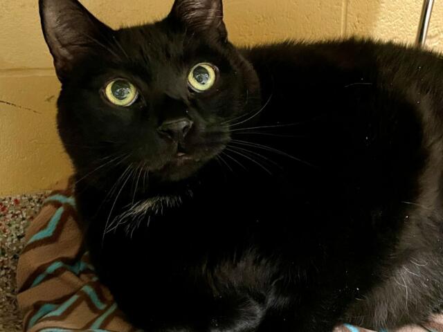 Pet Of The Week: Jager, The Gentle Giant - My Keene Now